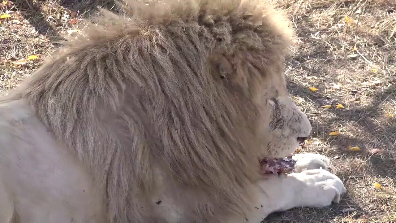 Львиный завтрак строго по расписанию! Lion Breakfast at Taigan Safari ...