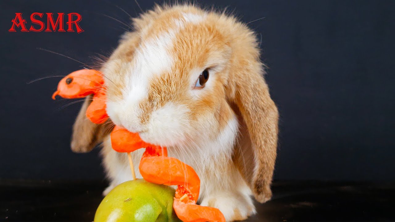 ASMR Bunny eating carve snake carrot Muckbang - YouTube