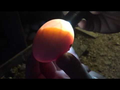Candling Duck Eggs on day 13 of 28 - YouTube