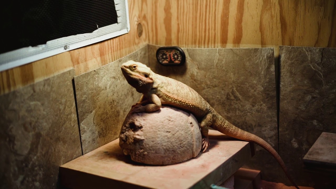 The Misfit Animal Ranch - YouTube