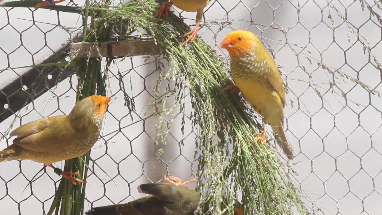 Yellow Head Star Finches - YouTube