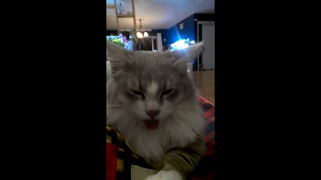 Cat Licking The Air YouTube cat-licking-the-air-youtube