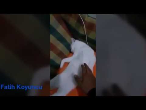 Komik Videolar (kısa ve en çok güldüklerim)