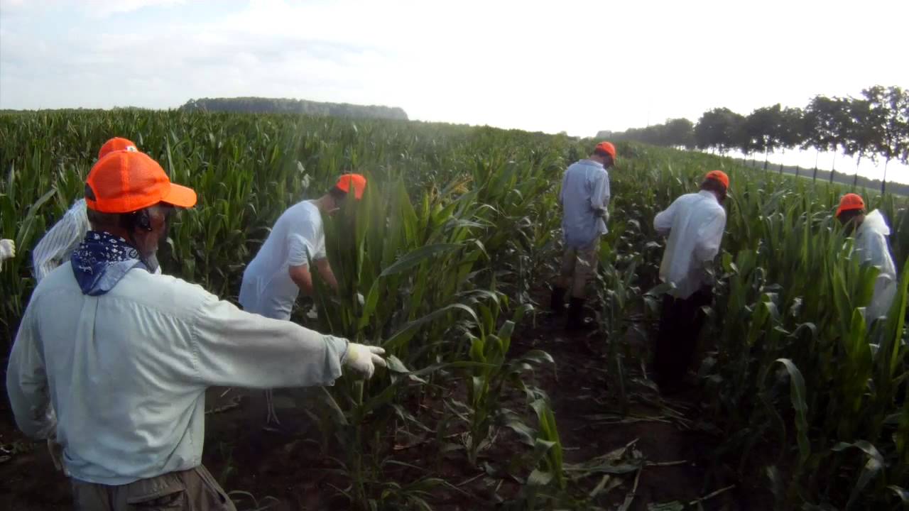 Corn-detasseling dC-squared - YouTube