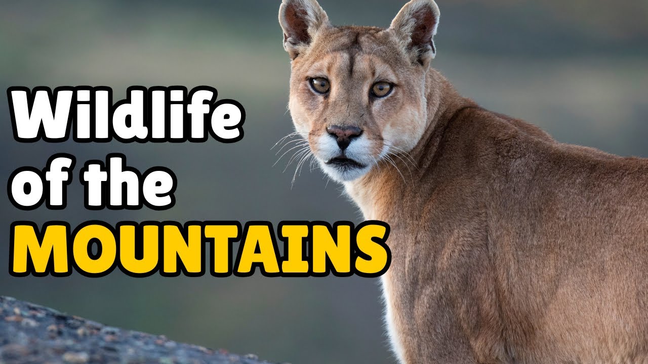 Wildlife of the Mountains | Mountain Animals for Kids | 20 Animals That ...