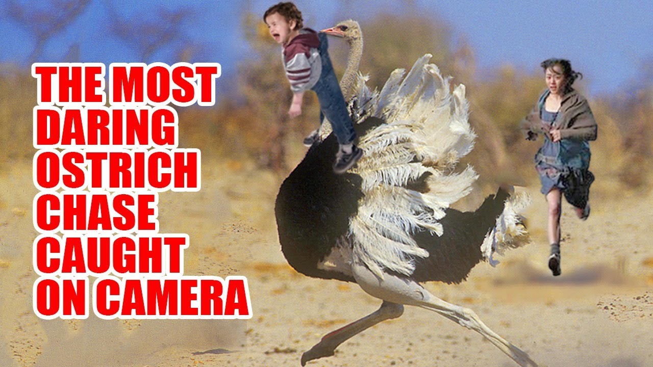 The most daring ostrich chase caught on camera - YouTube