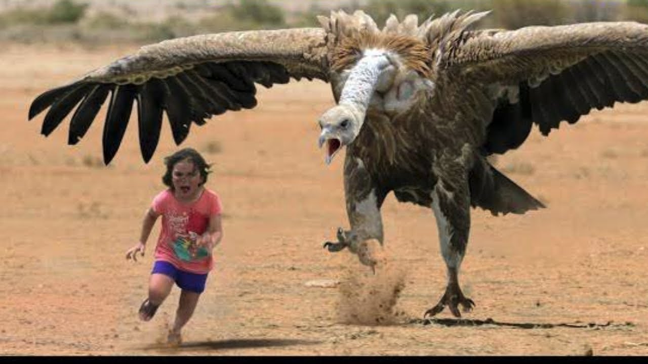 20 Cruelest Birds of Preying Moments | Deadliest Birds Attack - YouTube