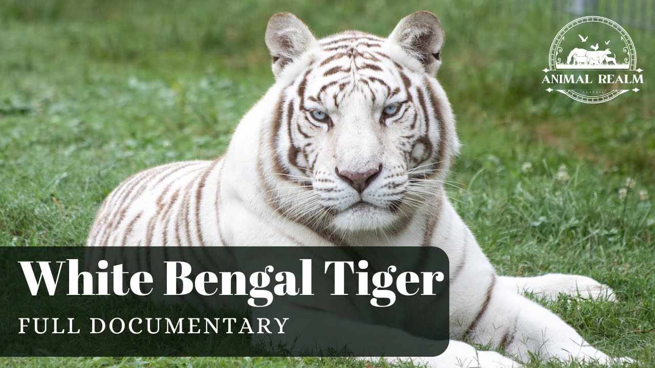 Realm of the White Bengal Tiger: A complete documentary about the life ...