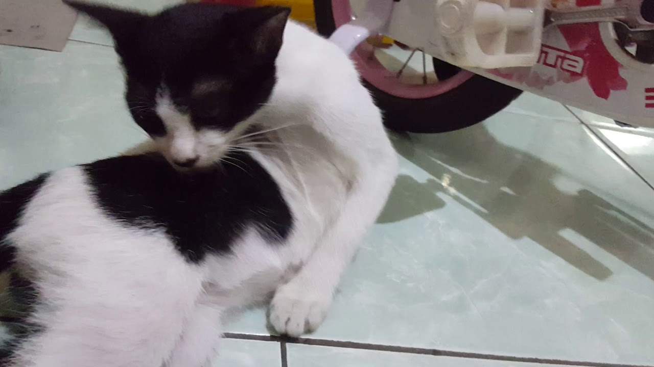 Kucing mirip pocong - YouTube