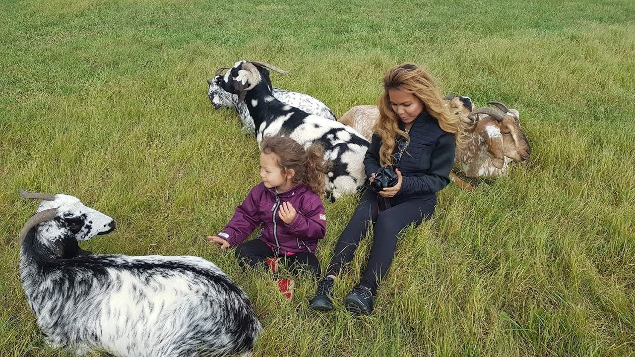 Ystad Animals Park In Sweden เที่ยวสวนสัตว์กับแฟน และ ลูก ...