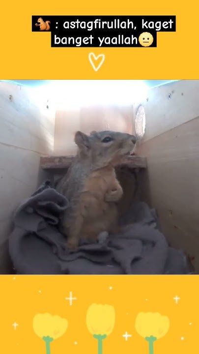 LAGI ENAK-ENAKNYA TIDUR PADAHAL 😮‍💨 #funny #lucu #shorts #tupai #hiburan #mood #vidiofunny - YouTube