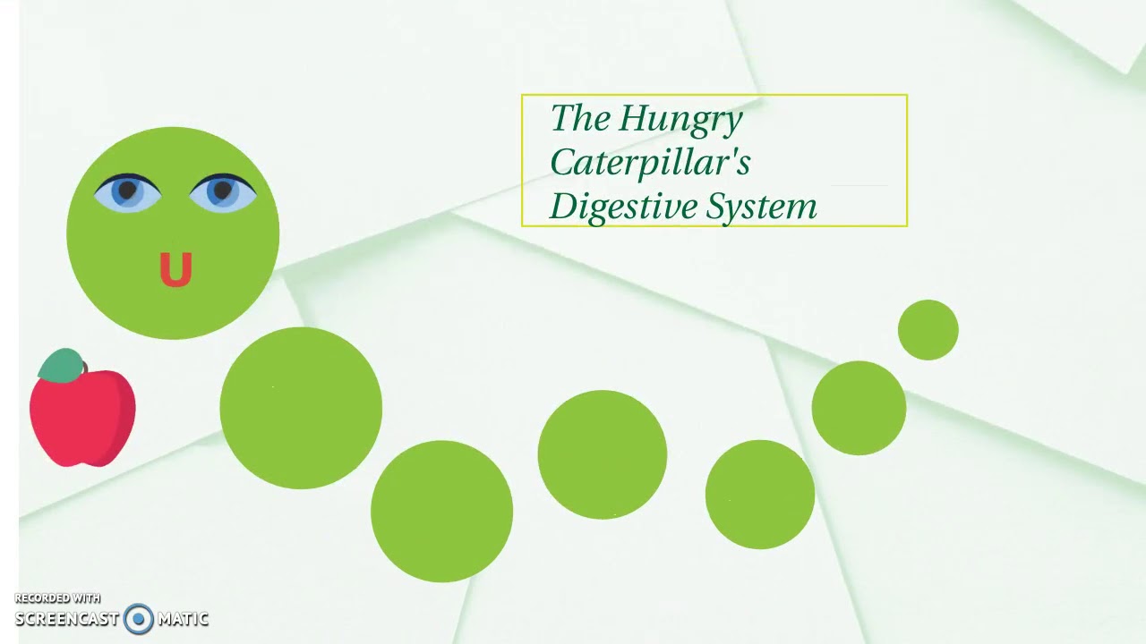 The Hungry Caterpillar's Digestive System - YouTube