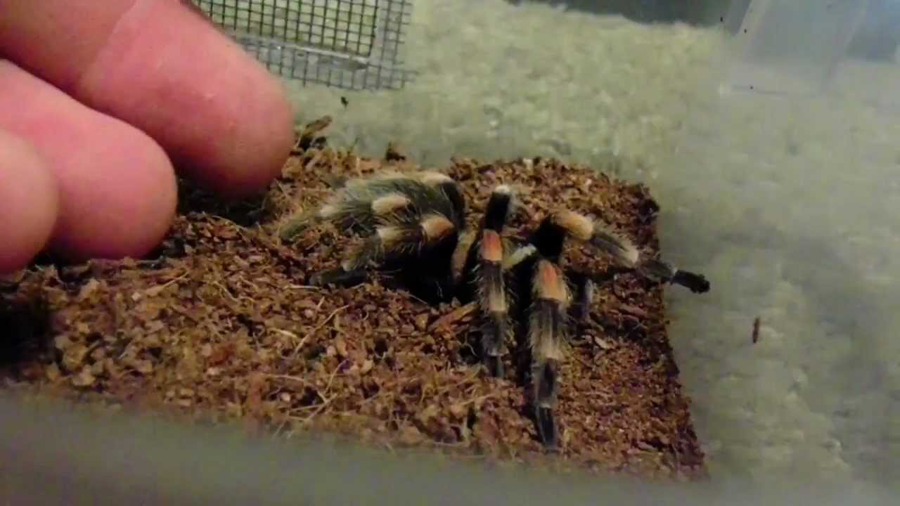B. Smithi Rehouse - YouTube