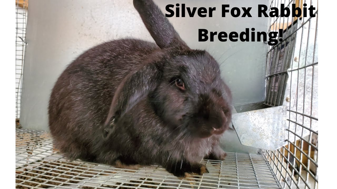 2nd chance Silver Fox rabbit breeding! trying again! - YouTube
