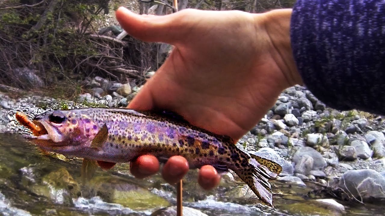 Fishing For WILD RAINBOW TROUT In A Small Mountain Creek! | Mini ...