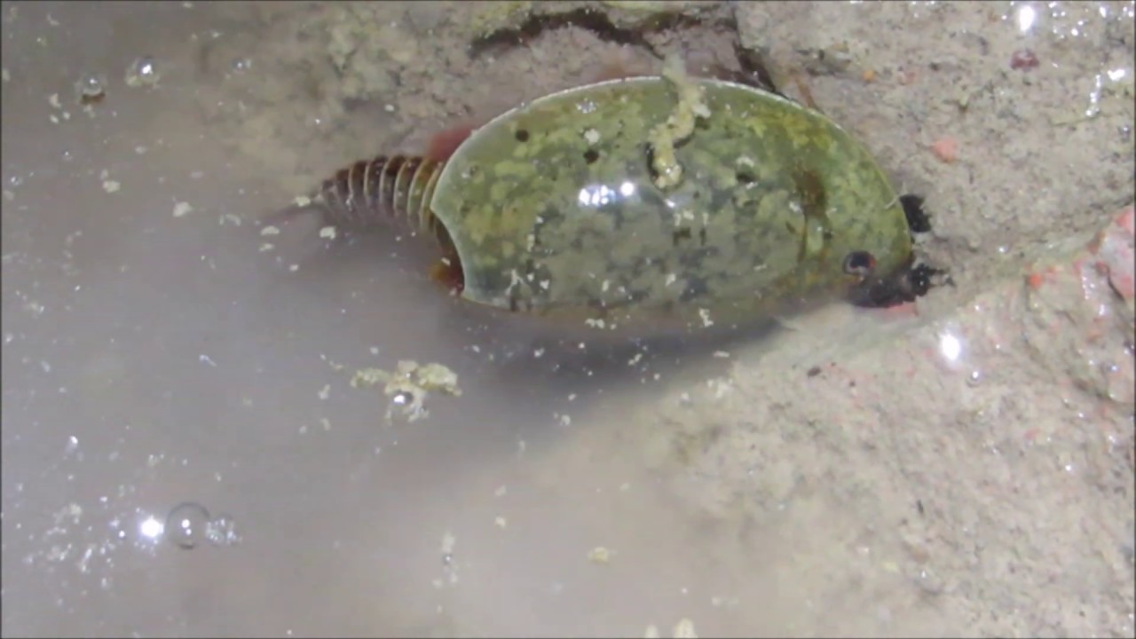 Lepidurus apus - León, España - YouTube