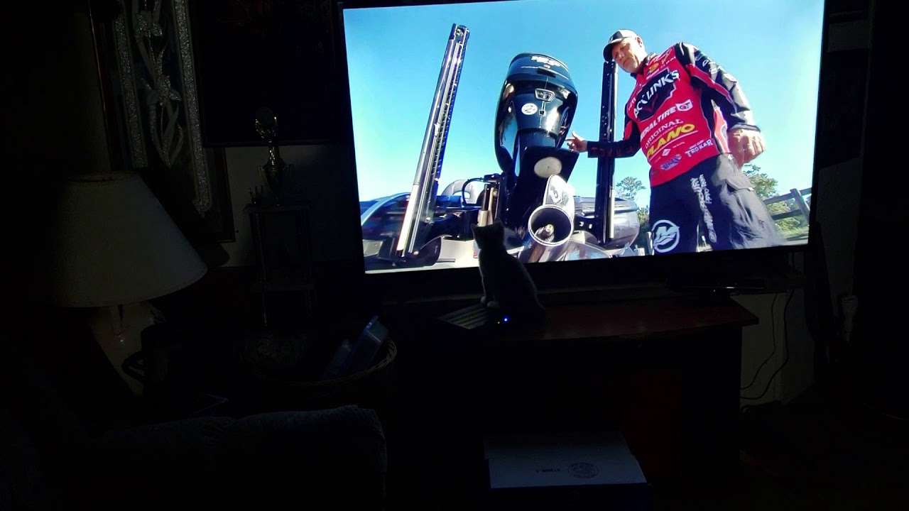 Nascar kitty's kitten is a fishing fan - YouTube