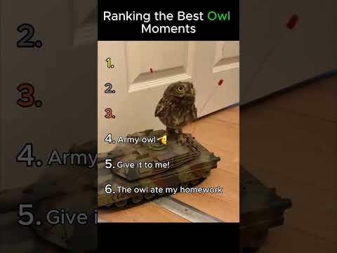 Ranking Funny Owl Moments 😂