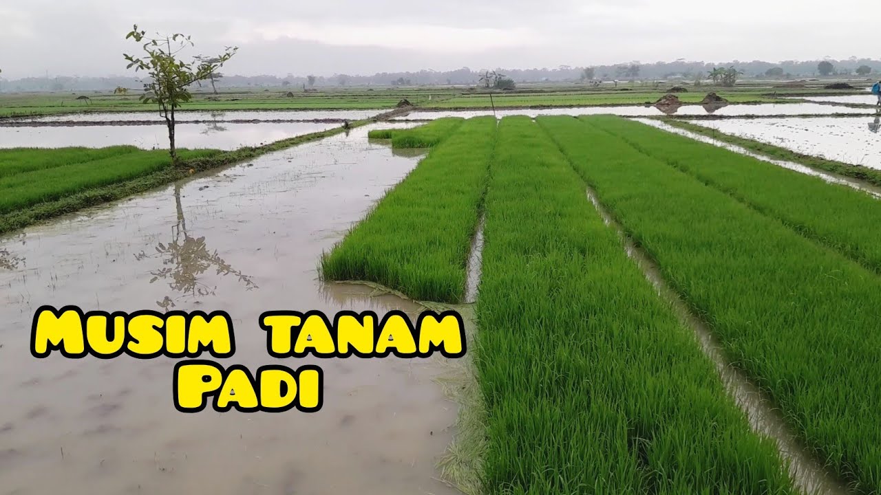 Musim tanam padi - YouTube