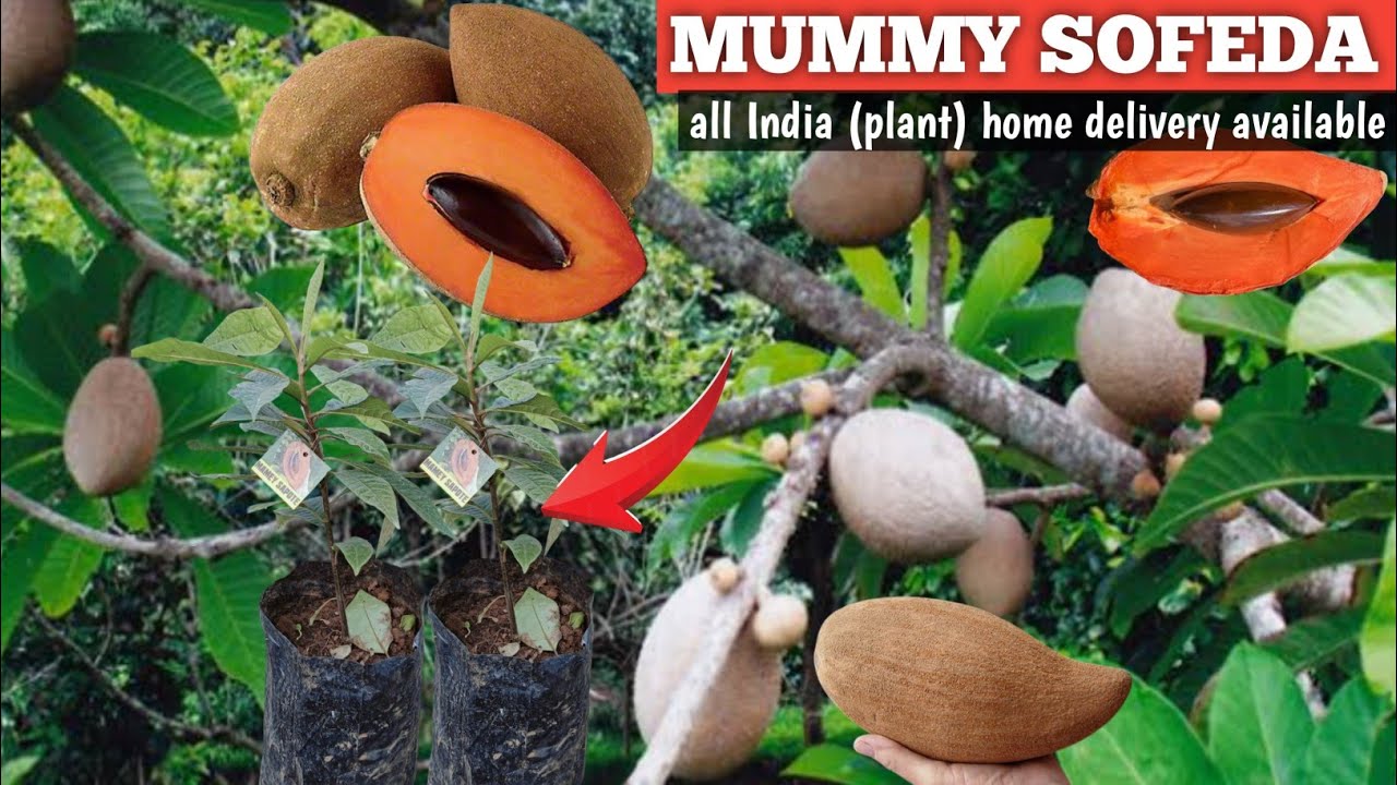 मम्मी सोफेडा प्लांट उपलब्ध/Mummy Sofeda plant available/all India home ...