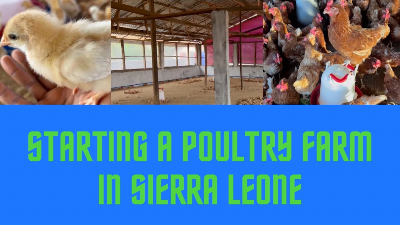 Starting a Poultry Farm in Sierra Leone, West Africa - YouTube