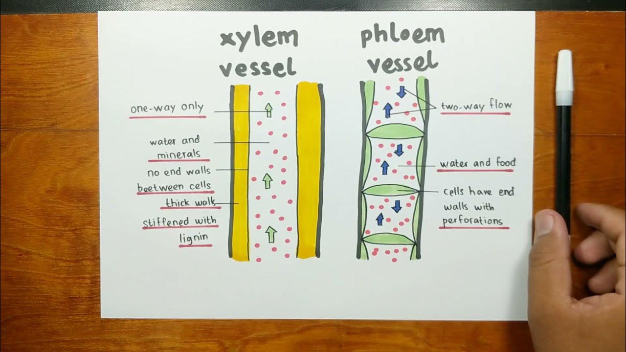 How to draw XYLEM AND PHLOEM step by step - YouTube