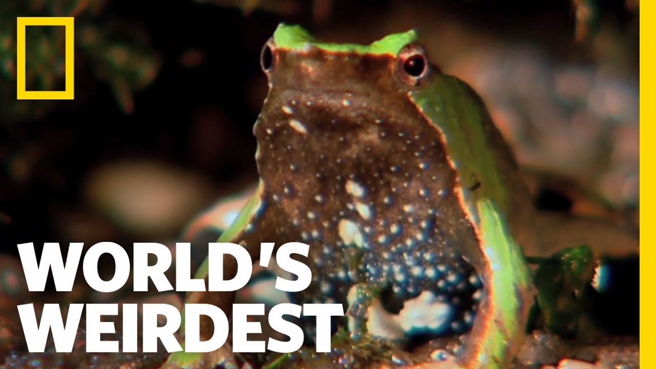 Frog Father "Spits Out" Young | World's Weirdest - YouTube