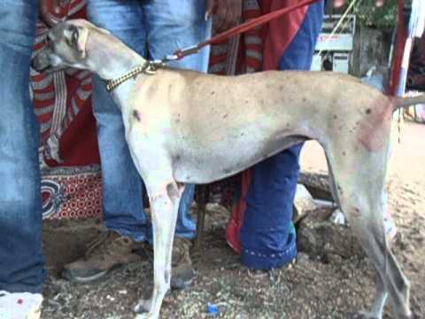 chippiparai dog in madurai kennel dog show 2013 - YouTube