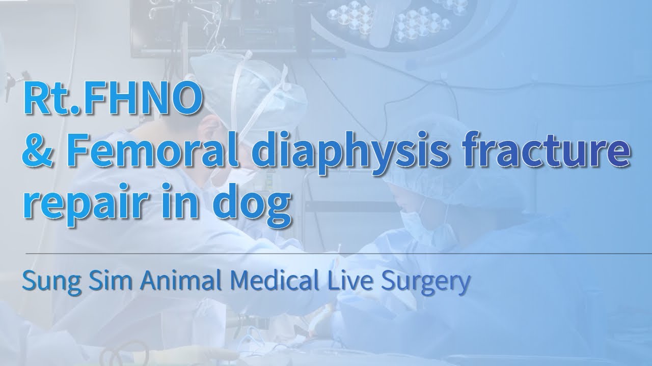 (Warning) Rt.FHNO & Femoral diaphysis fracture repair in dog Sung Sim ...
