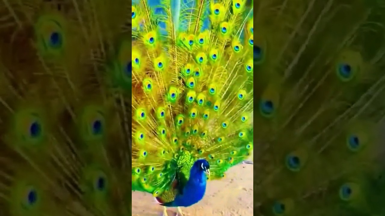 pickok ka nice video.... ️ ️🌹 - YouTube