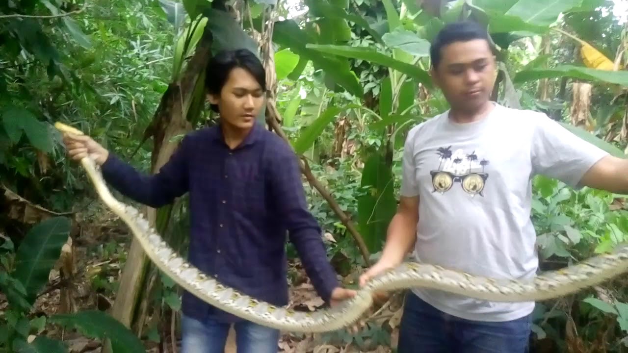 RESCUE RETICULATUS PYHTON RETIC JAWA/ULAR SANCA - YouTube