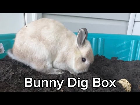 Bunnies’ First Time Trying a Homemade Dig Box - YouTube