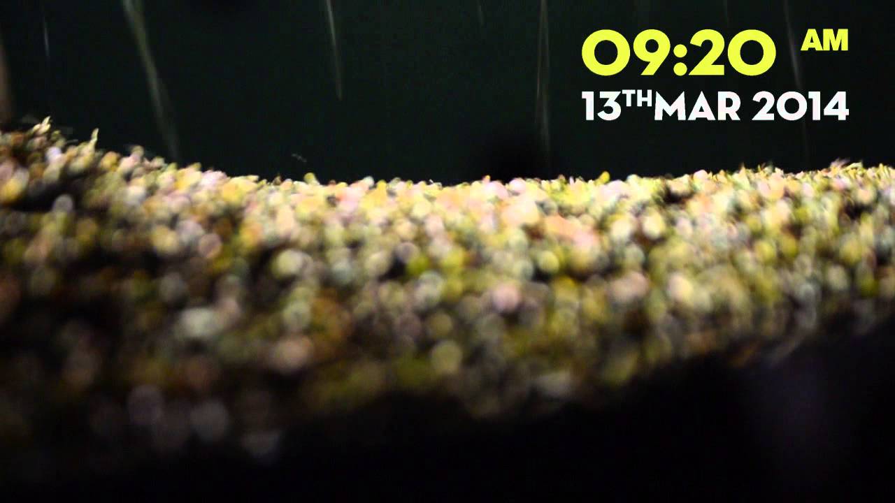 Black Tea Manufacturing Process - YouTube