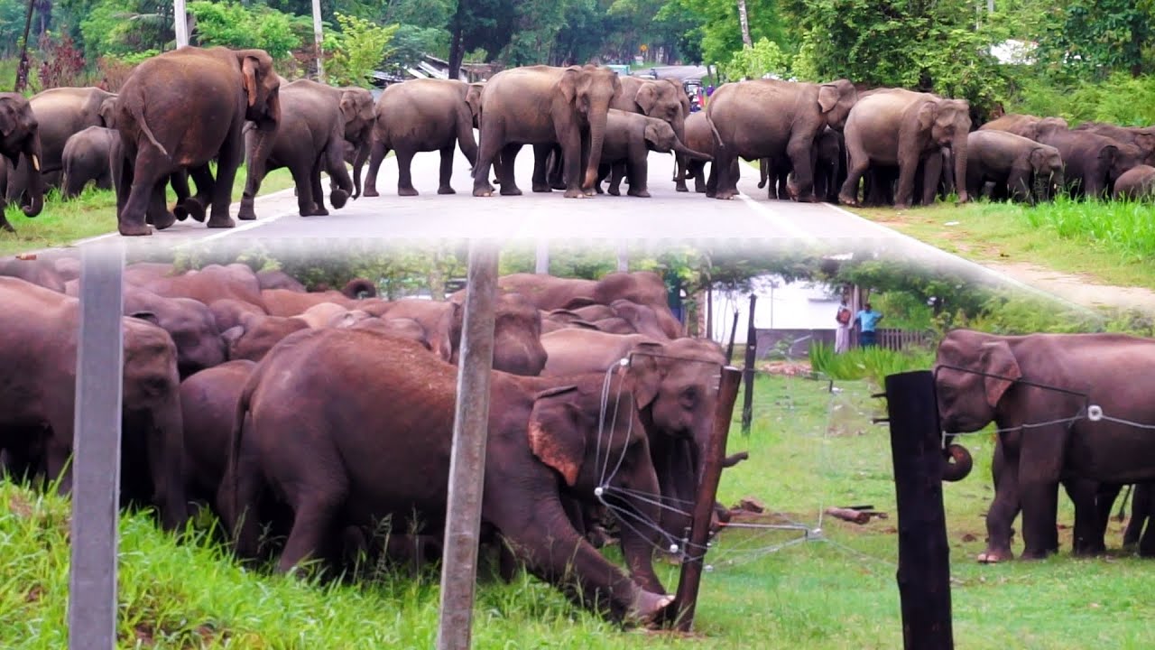 Wise Elephant leader break the electric fence and paved the way for his ...