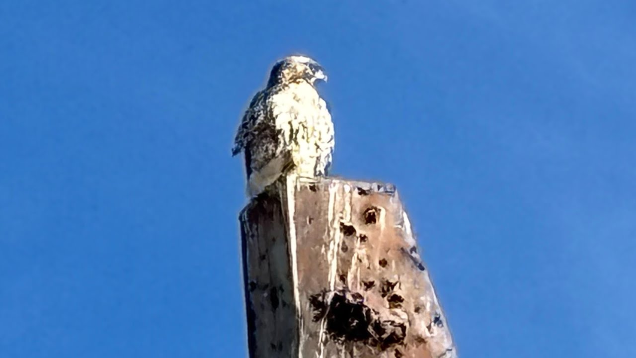 A hawk was watching us the whole time, and merry Christmas to all - YouTube