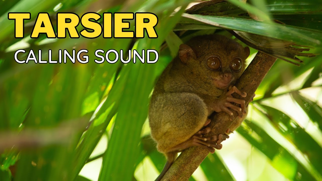 Tarsier Calling Sound - YouTube