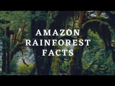 Amazon jungle | Amazon forest documentary - YouTube