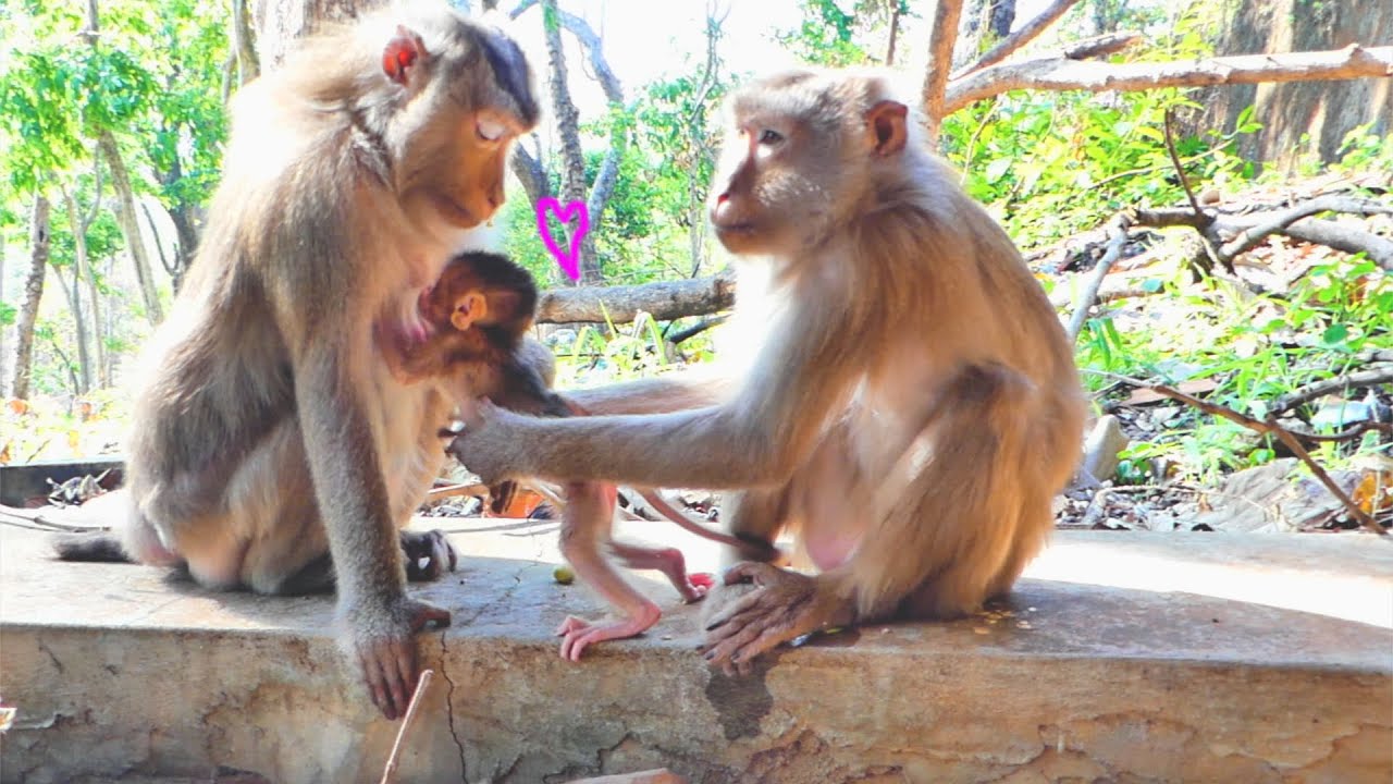 Love is big...Baby monkey ROMEO love his grandma monkey ROZA. - YouTube