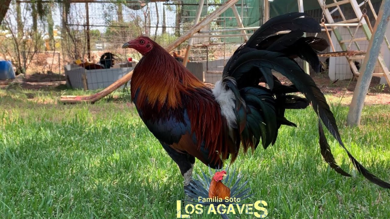 DOC ROBINSON HATCH enviado para CDMX - YouTube