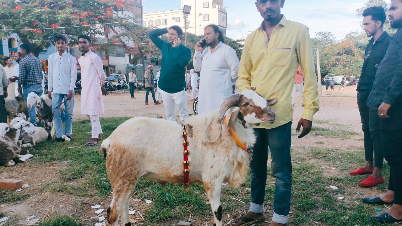 Chamrajpet goat and sheep market updates informative video 24/06/2022 # ...