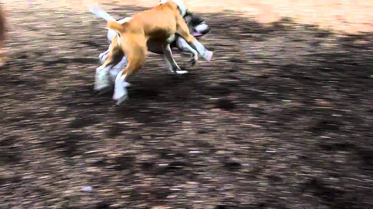 Jimmy and his new brother Tyrone playing at the dog park - YouTube