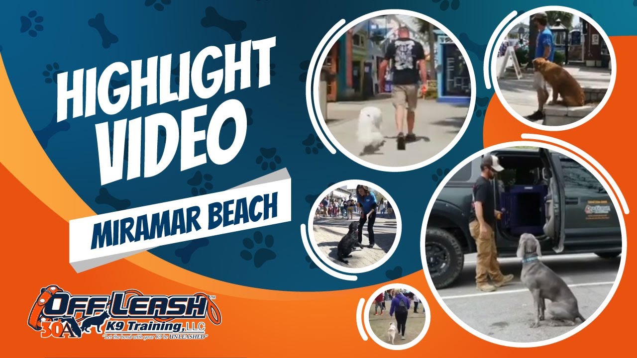 🆕 Dog Trainers Miramar Beach | Dog Trainers Miramar Beach FL 🆕 - YouTube