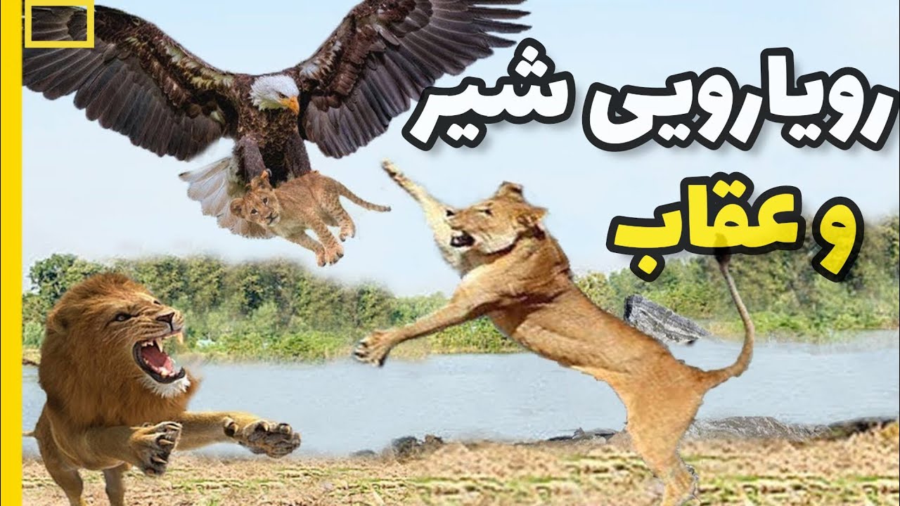 رویارویی شیر و عقاب|حیات وحش|حیوانات|رازبقا|مستند|آفریقا|mostanad hayat ...
