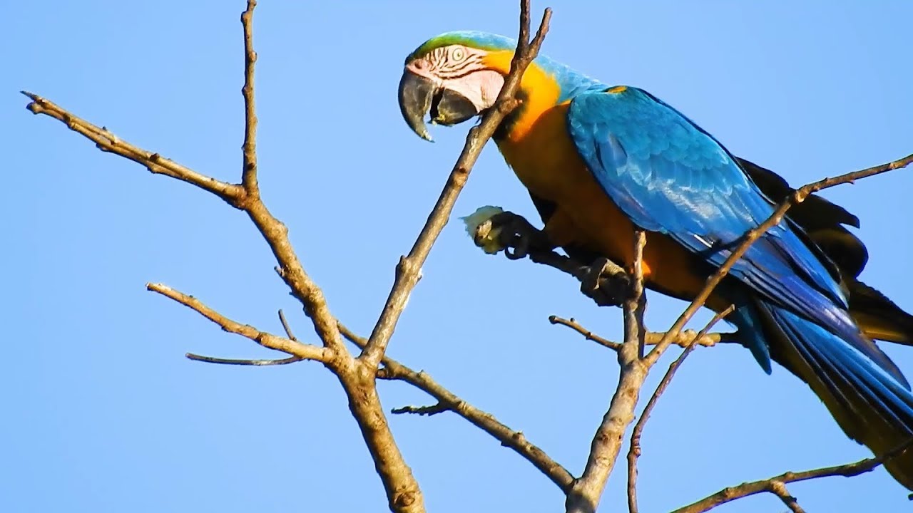 ARARA-CANINDÉ (ARA ARARAUNA), BLUE-AND-YELLOW MACAW, ARA-ARAUNA, Roendo ...