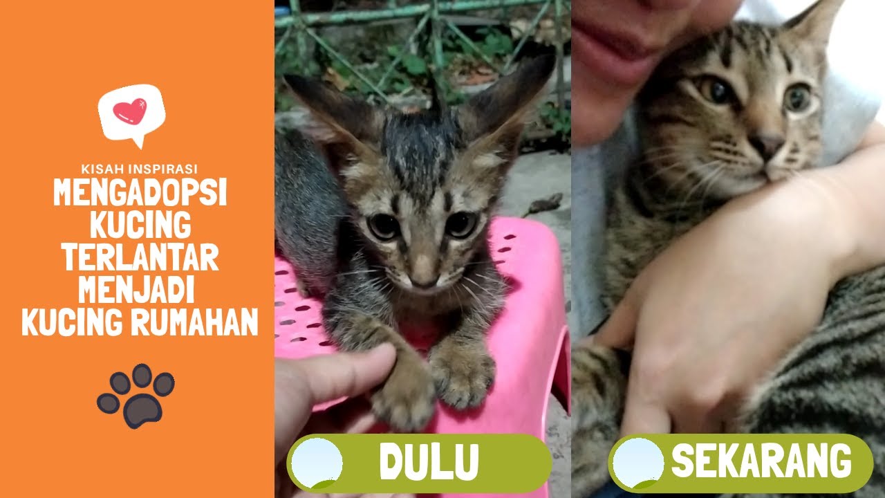 Mengadopsi Kucing Terlantar Menjadi Kucing Rumahan | My Cats Diary ...