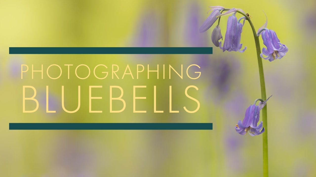 Photographing Bluebells | Stunning Macro and Environmental Portraits ...