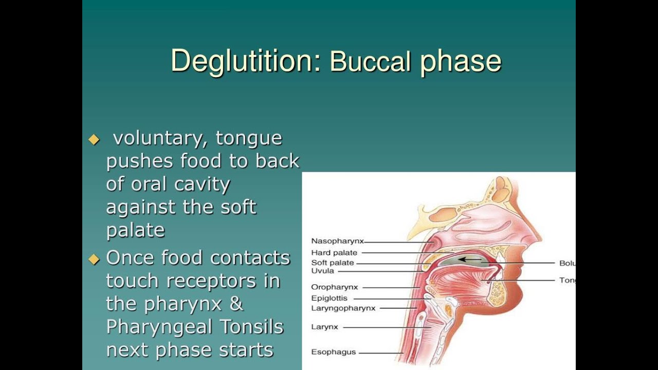 Buccal or Oral phase of Deglutition Swallowing - YouTube