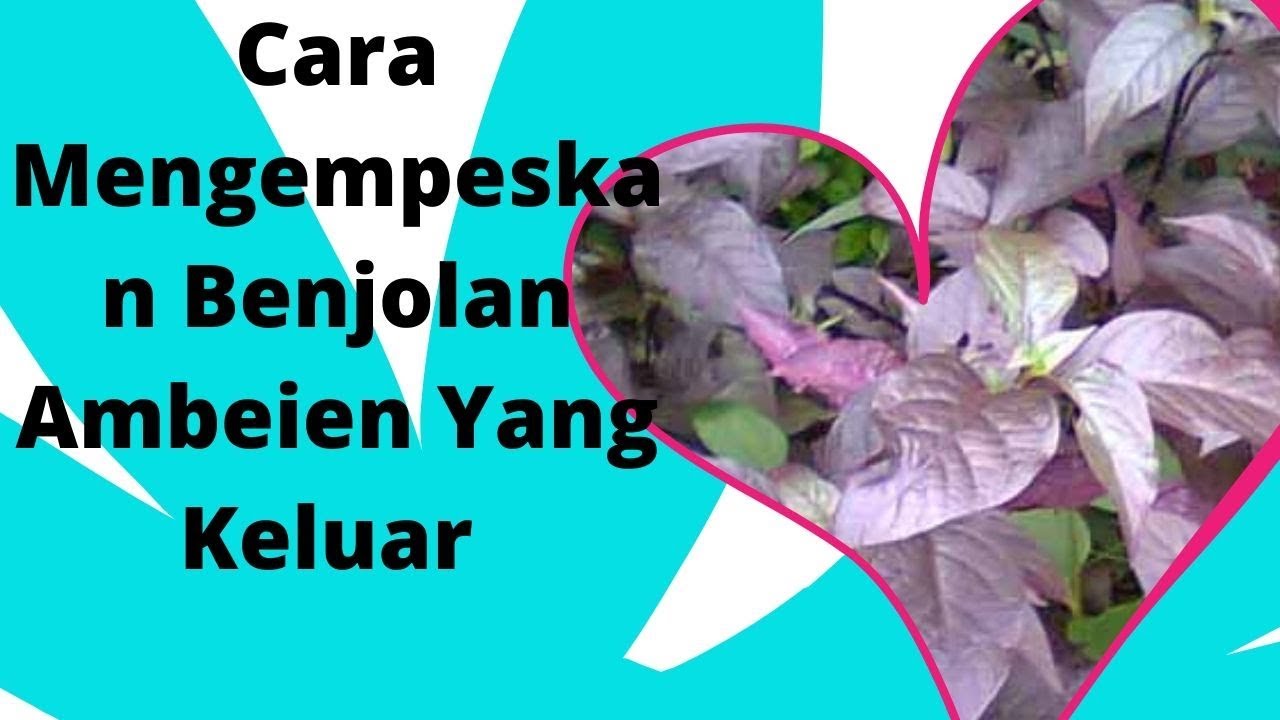 Cara Mengempeskan Benjolan Ambeien Yang Keluar - YouTube