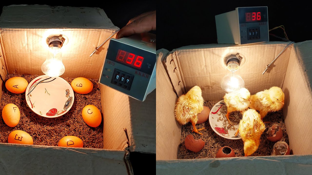 How to make incubator at home || How to hatch a chicken egg - YouTube