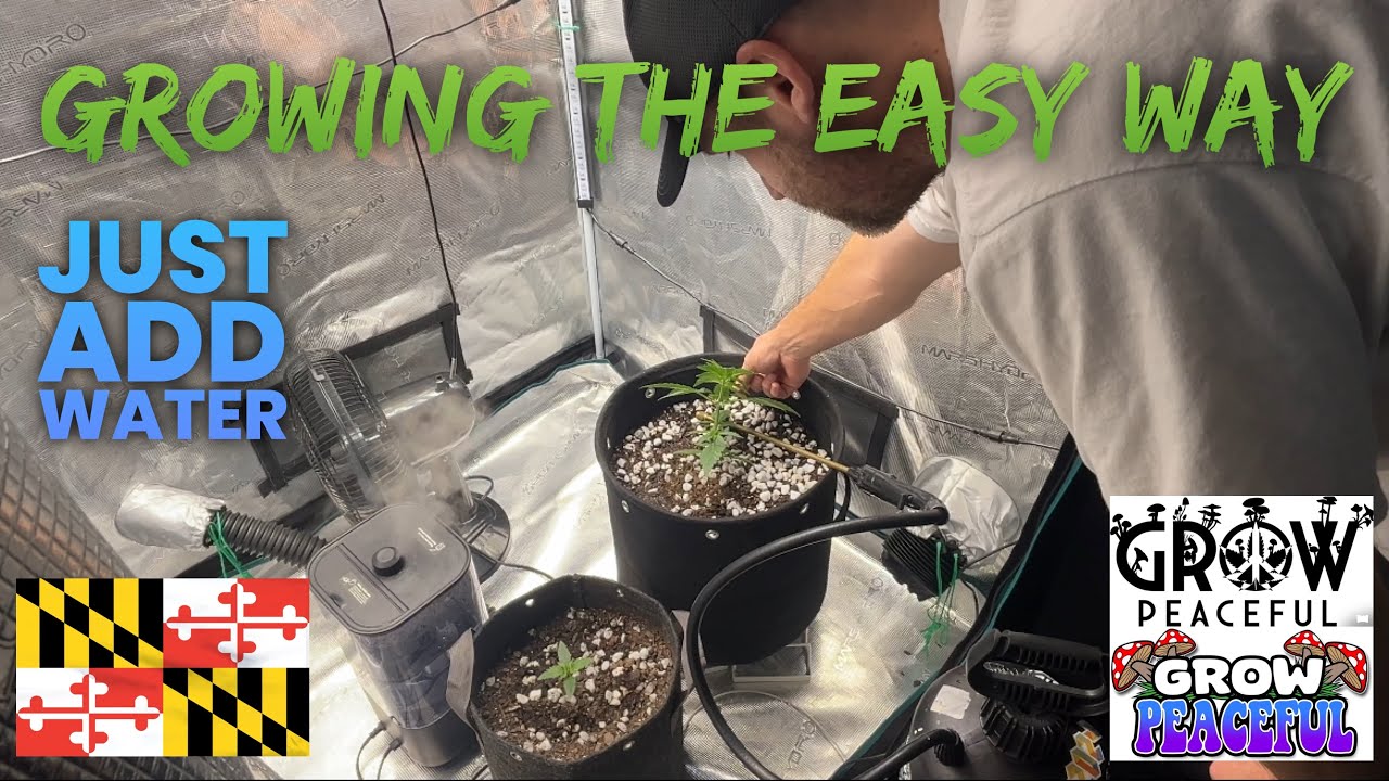 How To GROW WEED Easy Grow Peaceful Speedrun Aeque Just Add Water ...